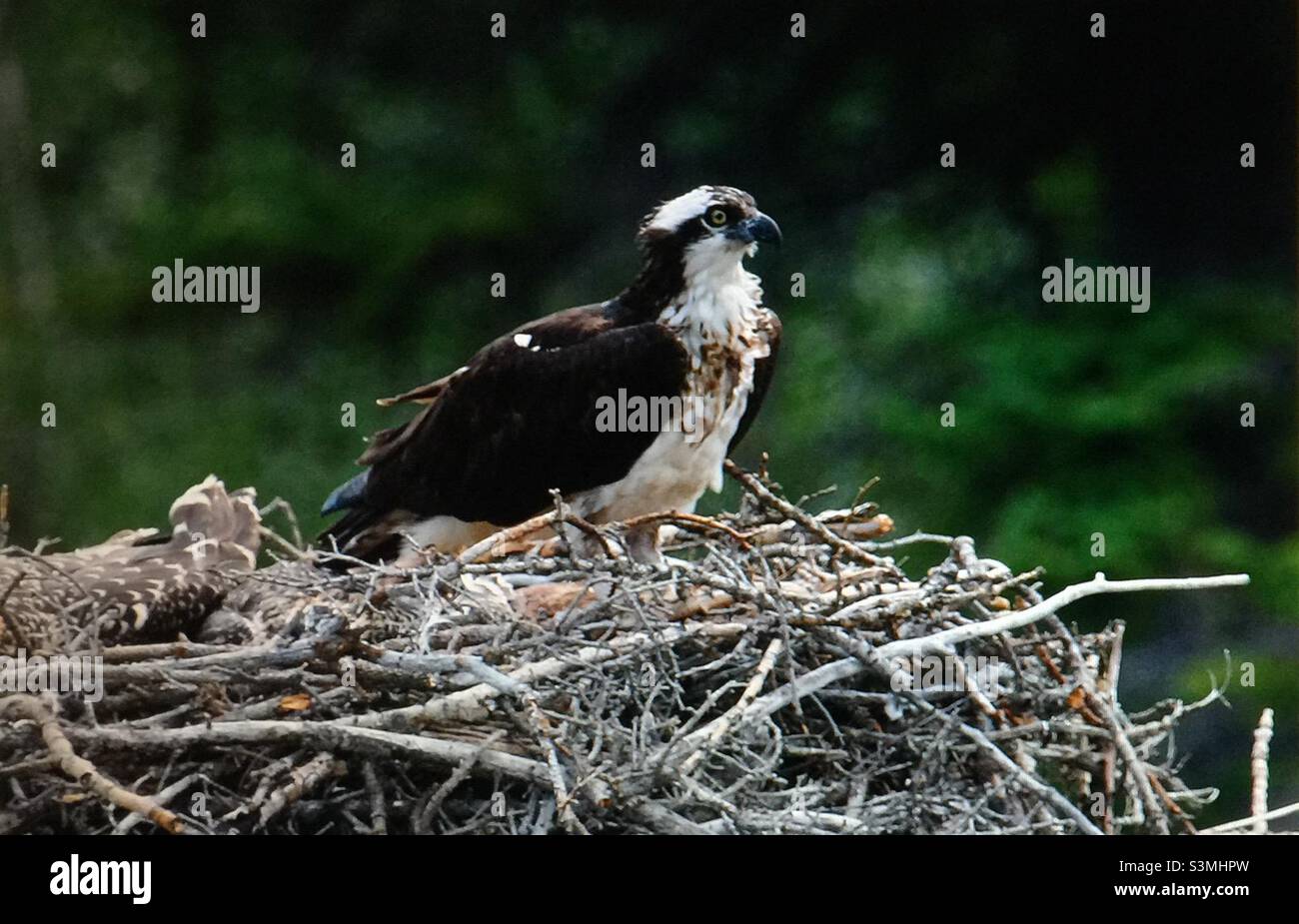 Osprey, Pandion haliaetus, Birds of North America, fish-hawk, Birds of ...