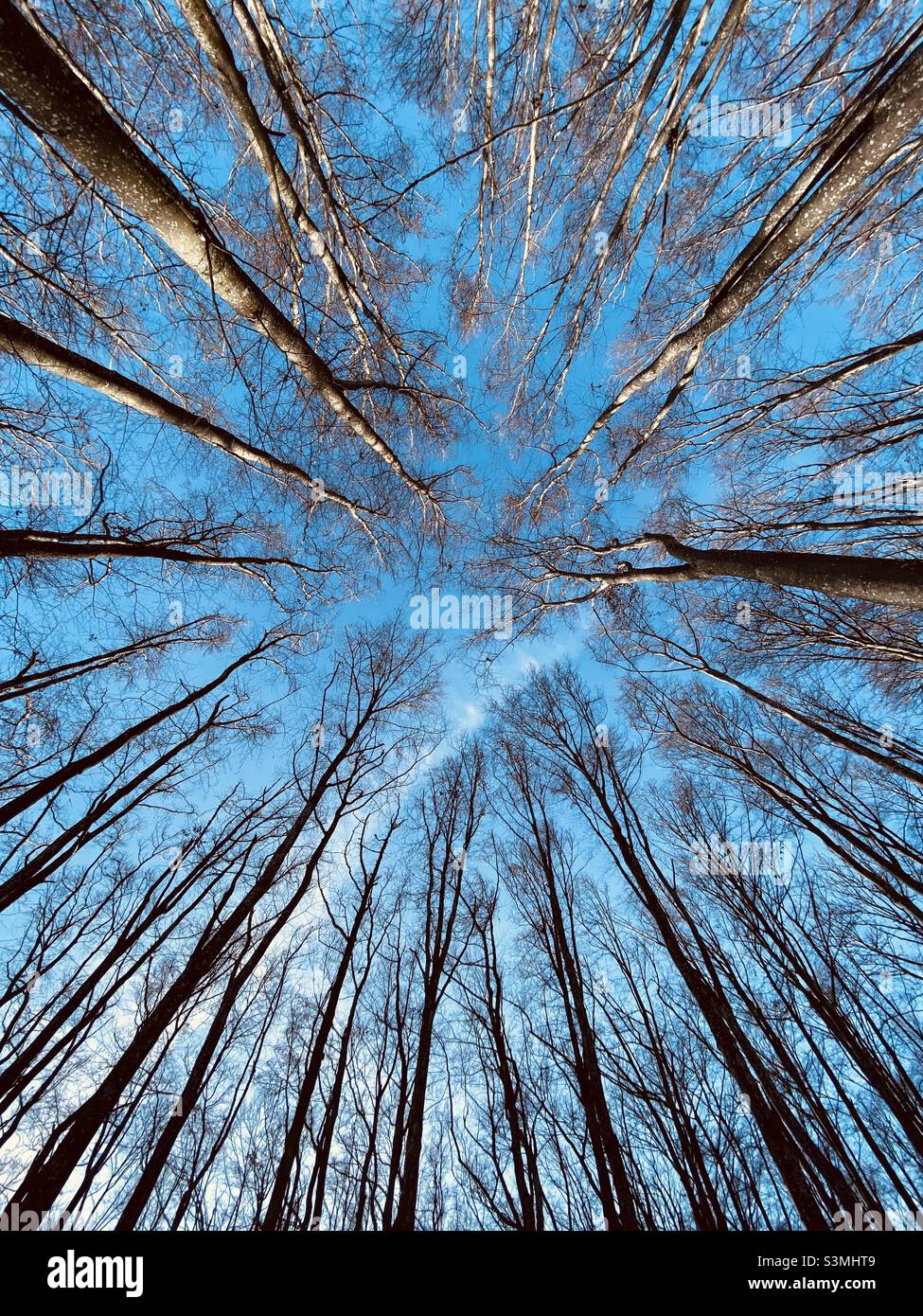 Leavesless trees hi-res stock photography and images - Alamy