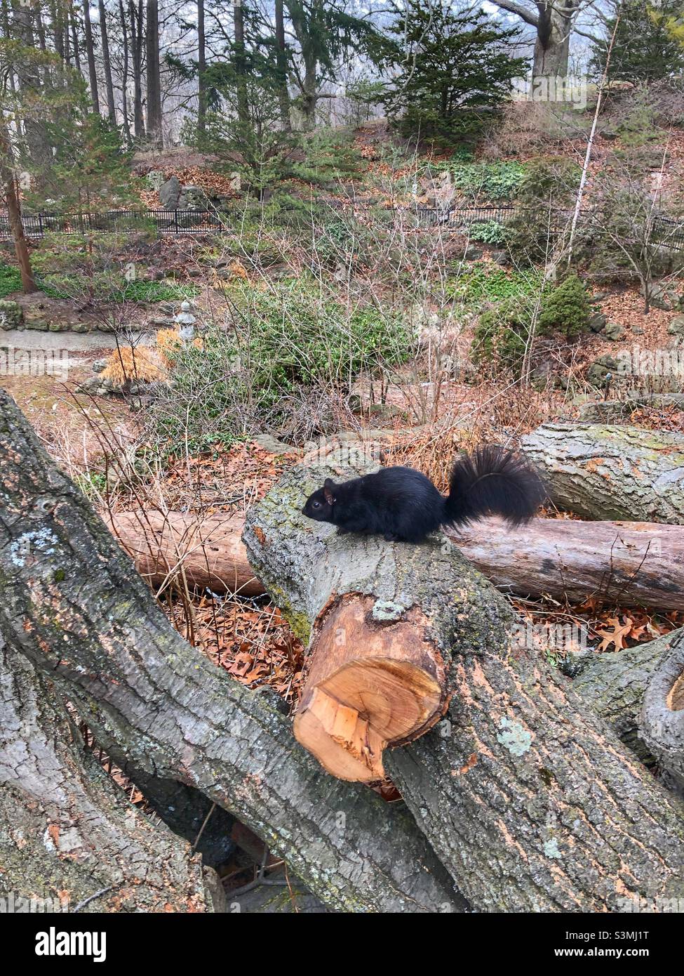 A black squirrel sitting on a fallen log in the woods Stock Photo - Alamy