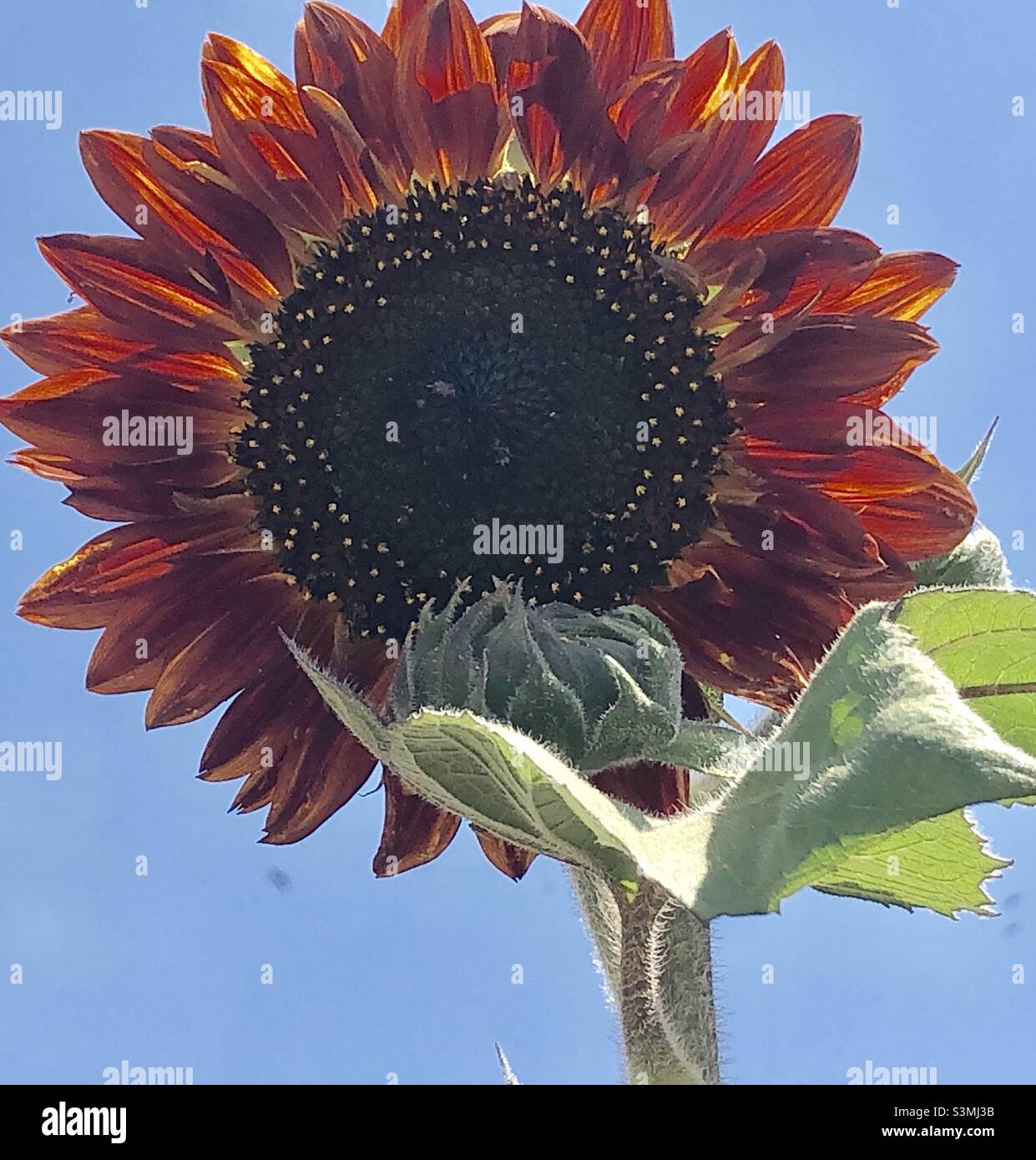 Sunflower with leaves hi-res stock photography and images - Alamy
