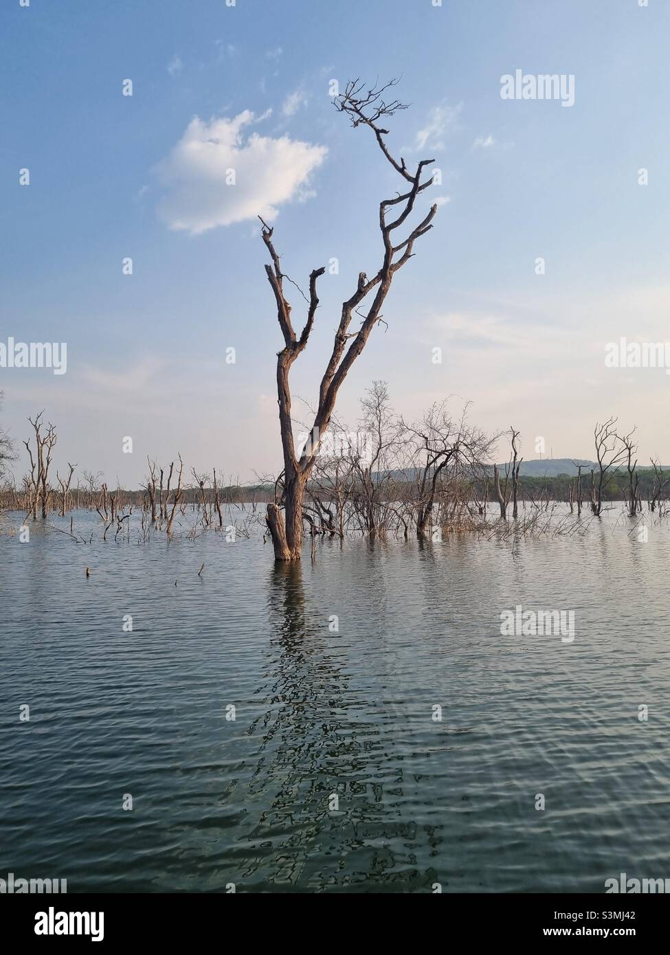 Trees in the water Stock Photo - Alamy