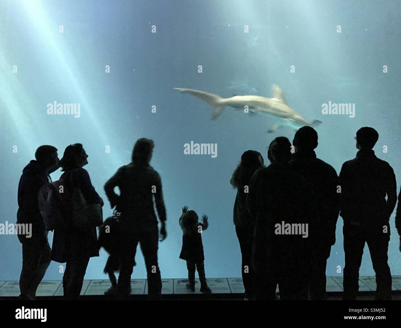 Shark with people hi-res stock photography and images - Alamy