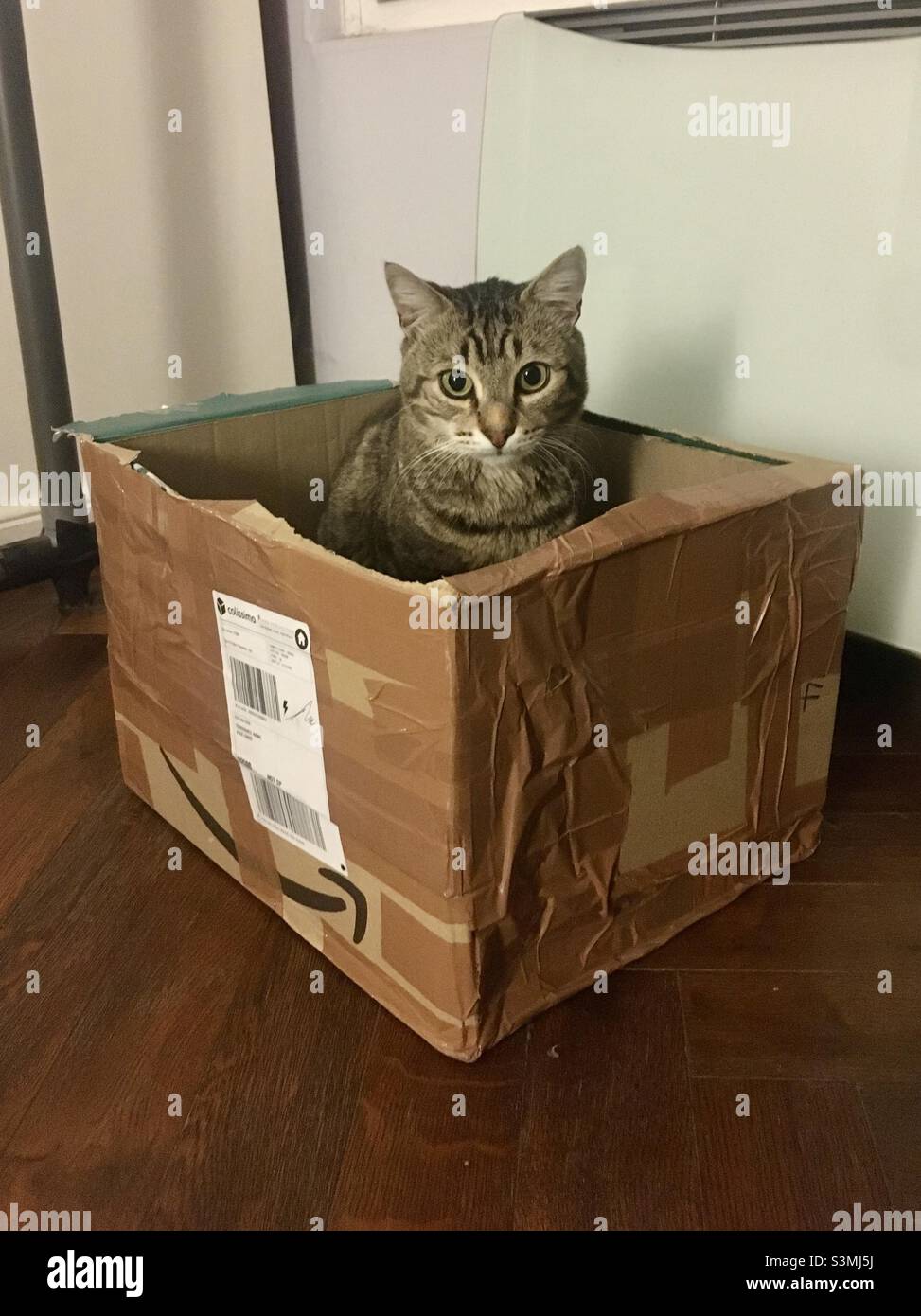 Cat in a box Stock Photo - Alamy
