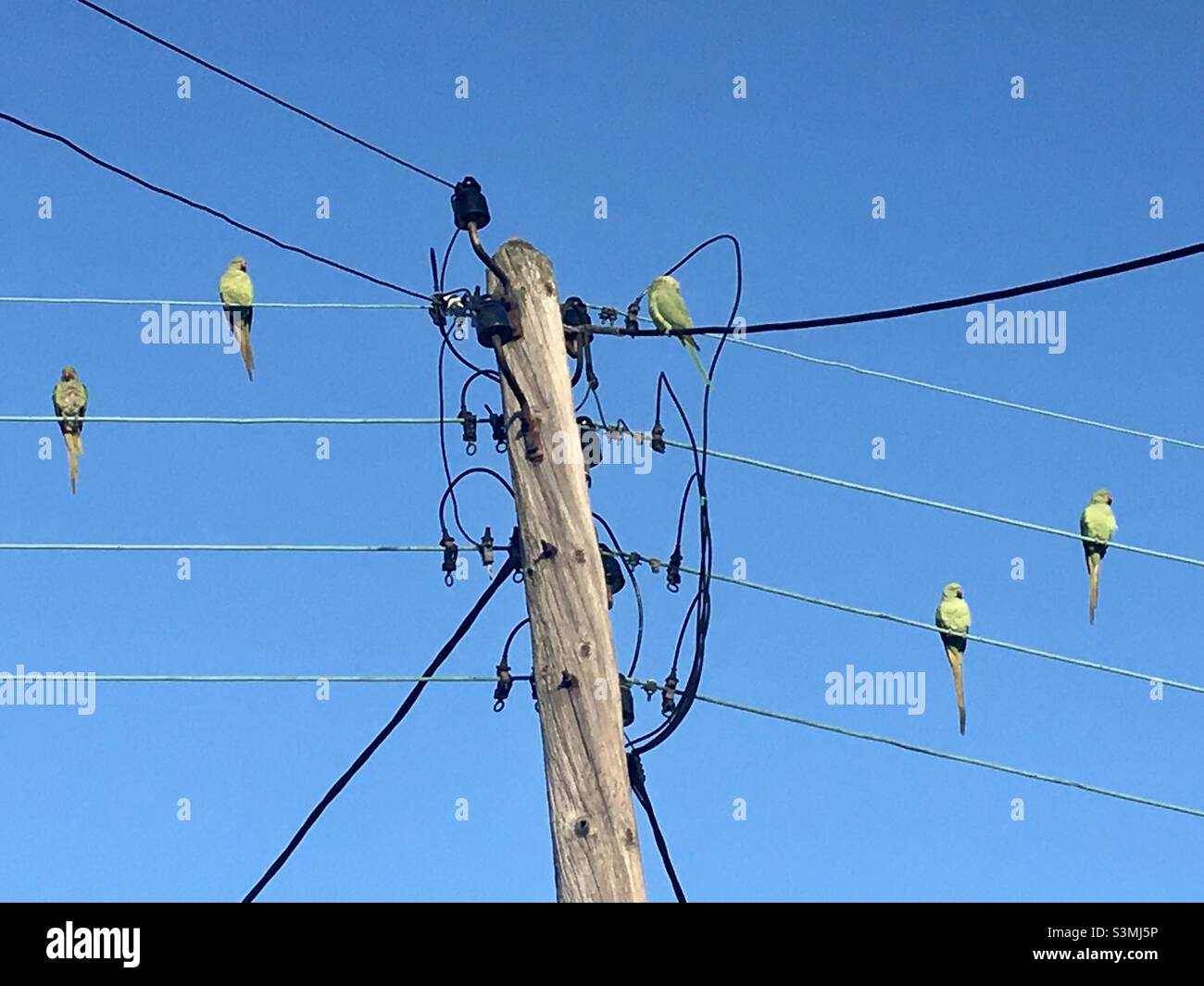 Parrot meeting hi-res stock photography and images - Alamy