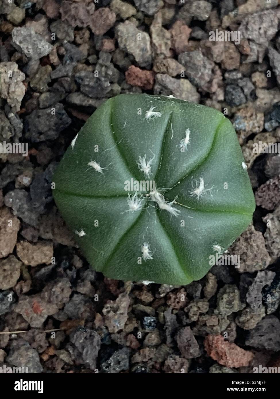 Cacti seedling - Astrophytum asterias super kabuto rare cactus Stock ...