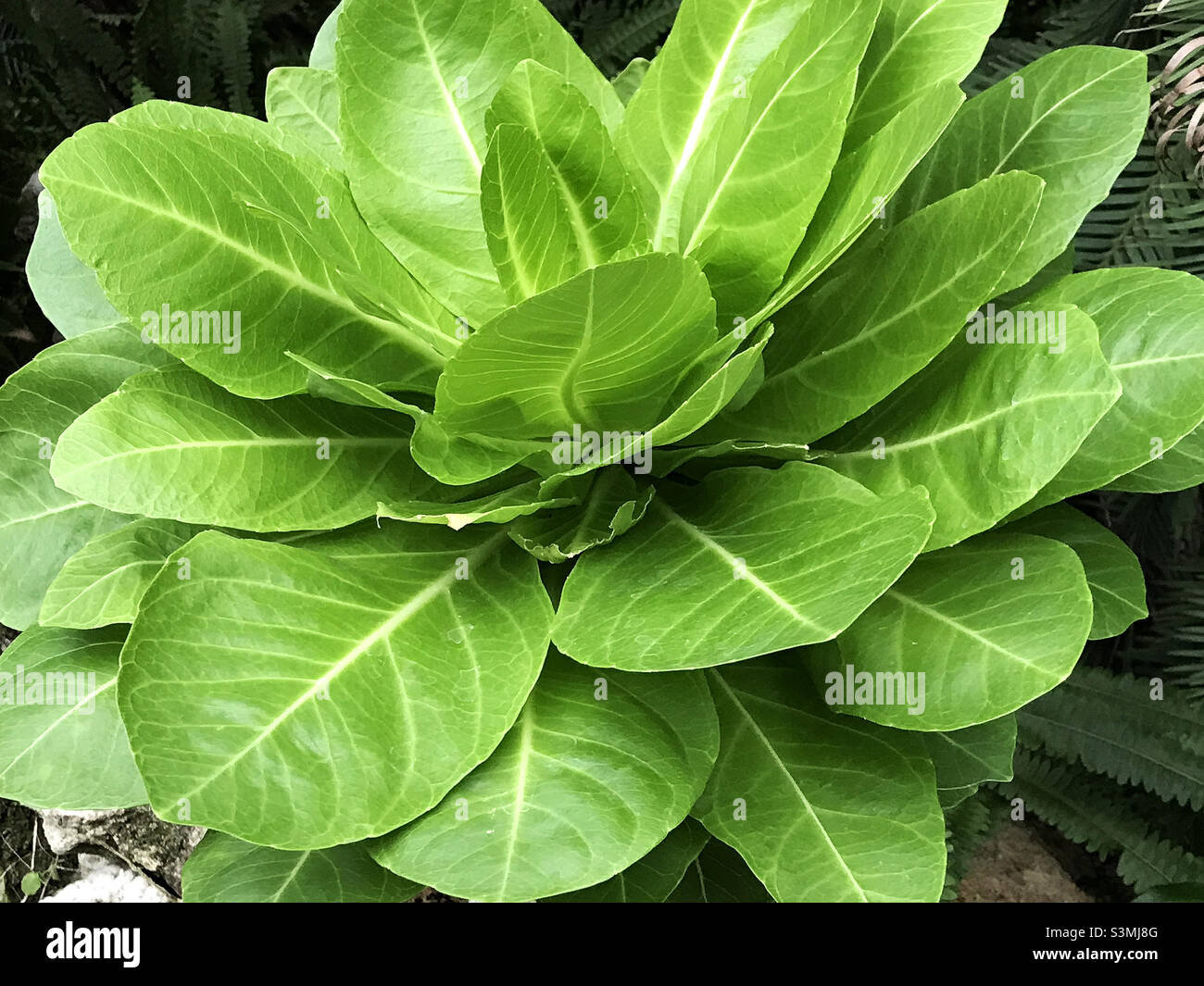 Closeup of the endangered species Cabbage on a Stick plant Stock Photo ...