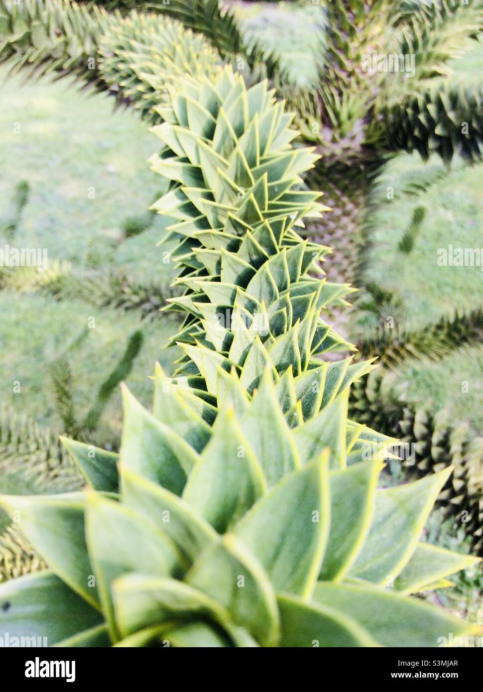 Araucaria Araucana Monkey Puzzle High Resolution Stock Photography and ...