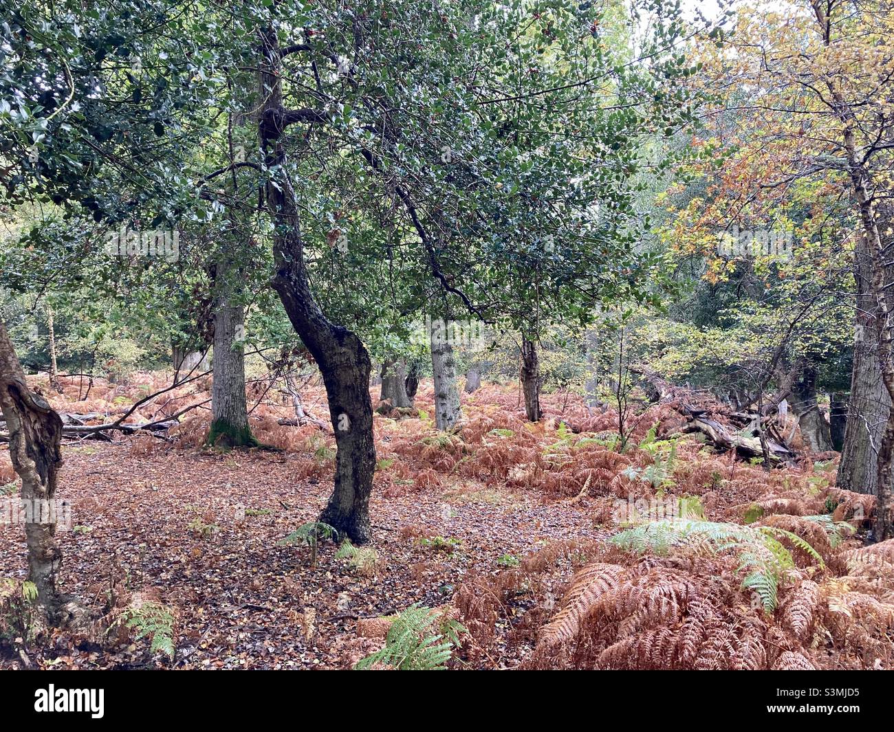 New forest woodland hi-res stock photography and images - Alamy