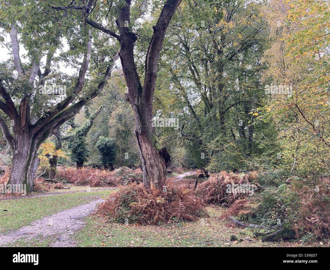An autumnal walk in Matley Woods in the New Forest Stock Photo - Alamy