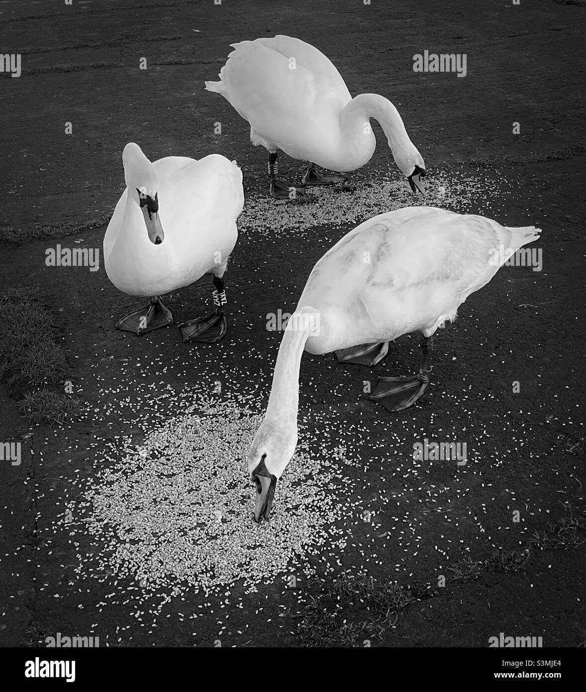 Fail animal hi-res stock photography and images - Alamy