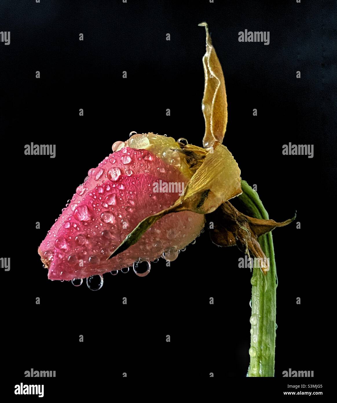 Wet rose hi-res stock photography and images - Alamy