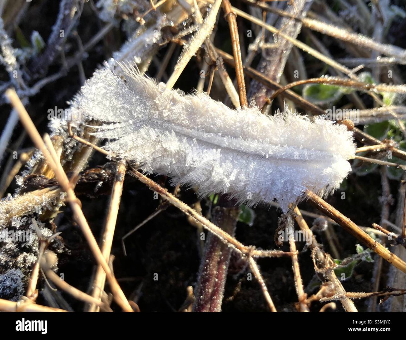 Ice feather hi-res stock photography and images - Alamy