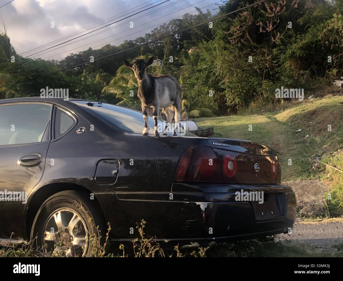 Goat on top of Chevy Impala Stock Photo - Alamy