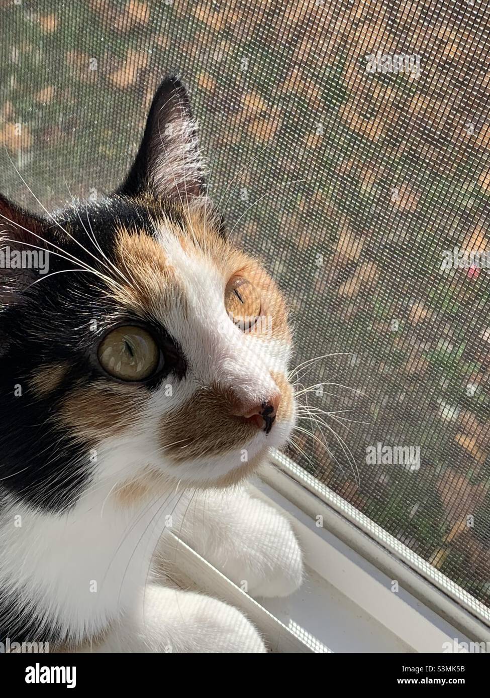 Kitty cat - Bitty Kat named after a young lady that passed away at 13 ...