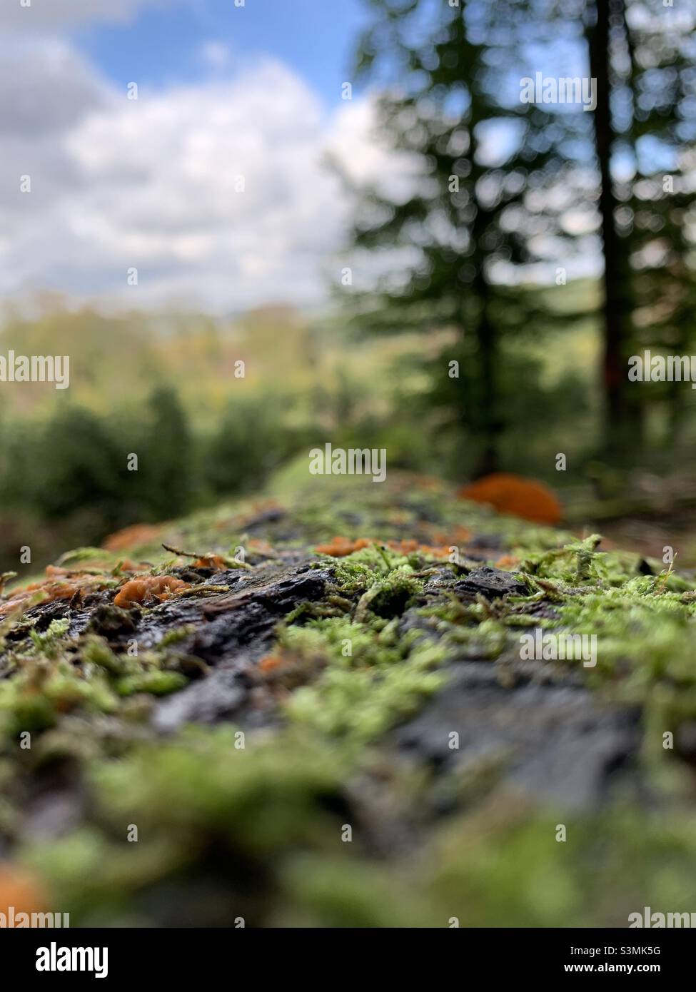Green moss growing on the tree bark hi-res stock photography and images ...