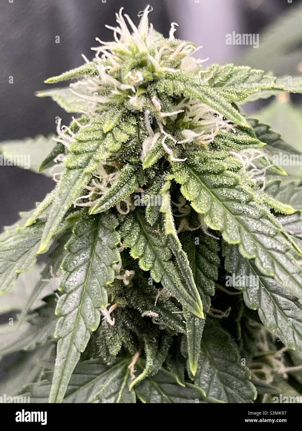 Sticky weed hi-res stock photography and images - Alamy