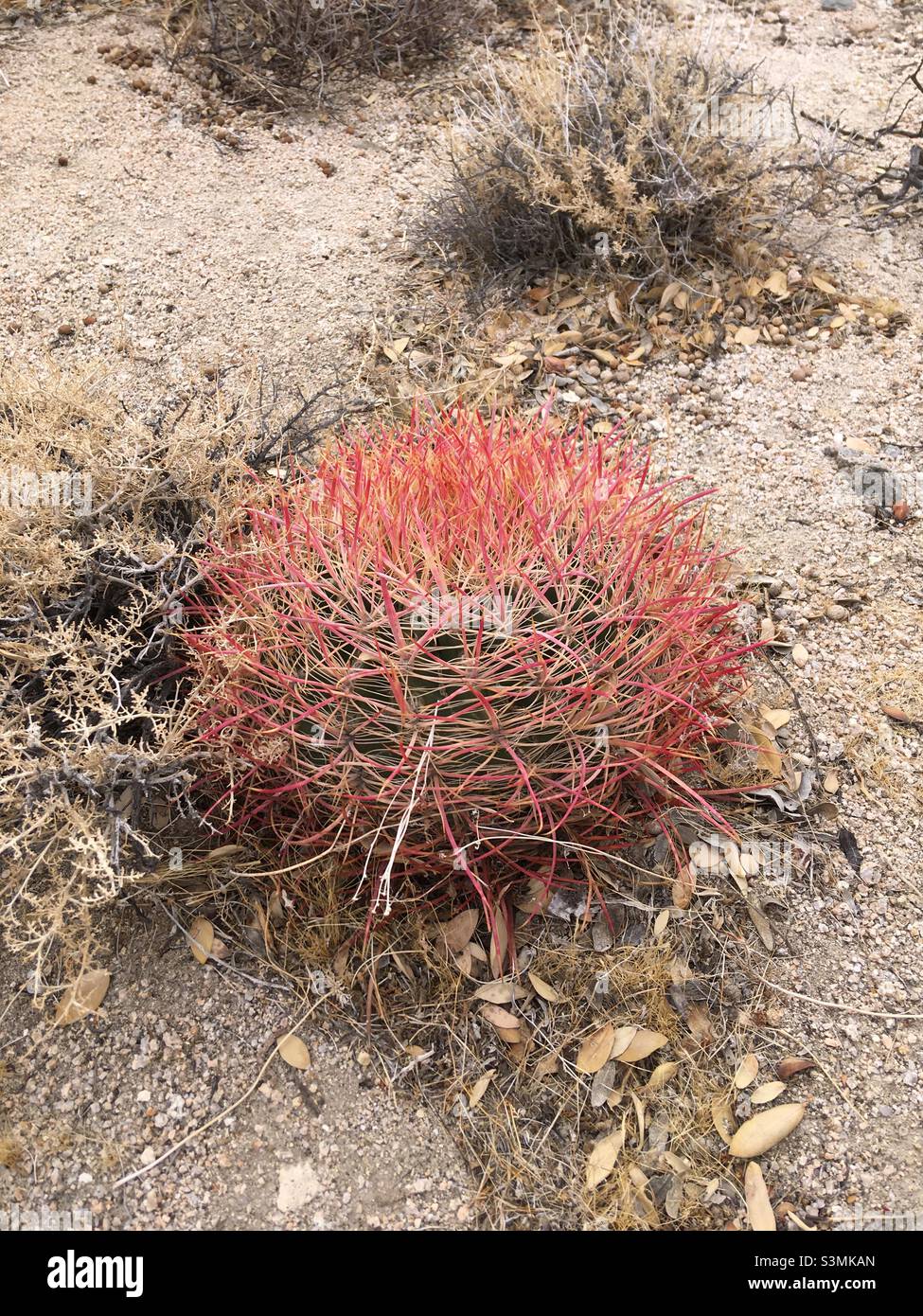 California native plant hi-res stock photography and images - Alamy