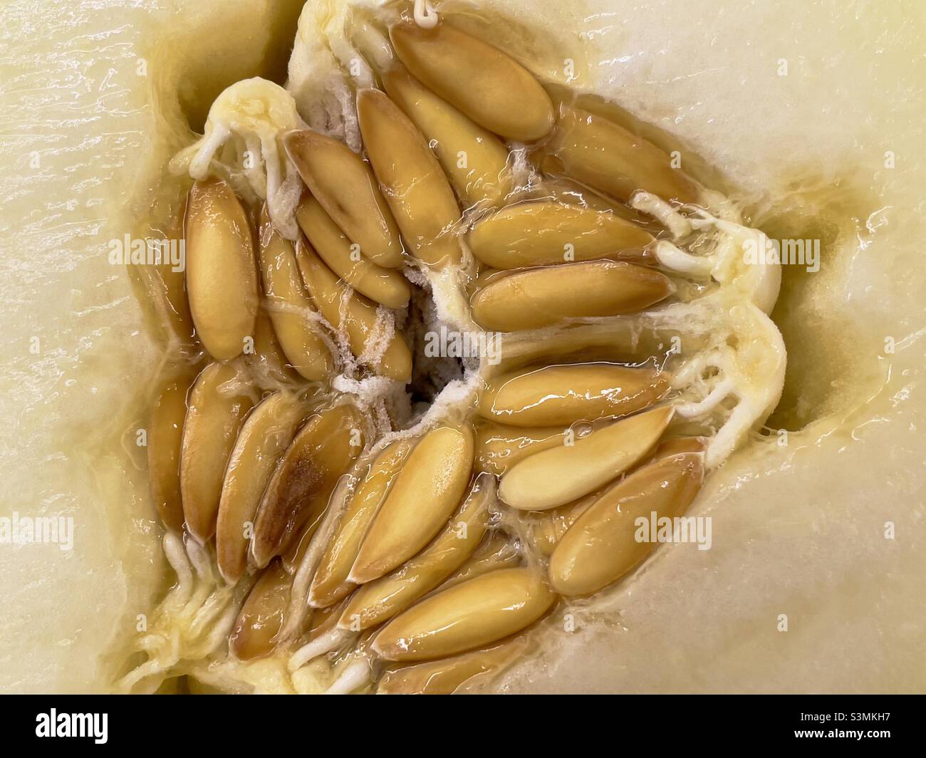 The triangular arrangement of the pips or seeds in a half canary melon ...