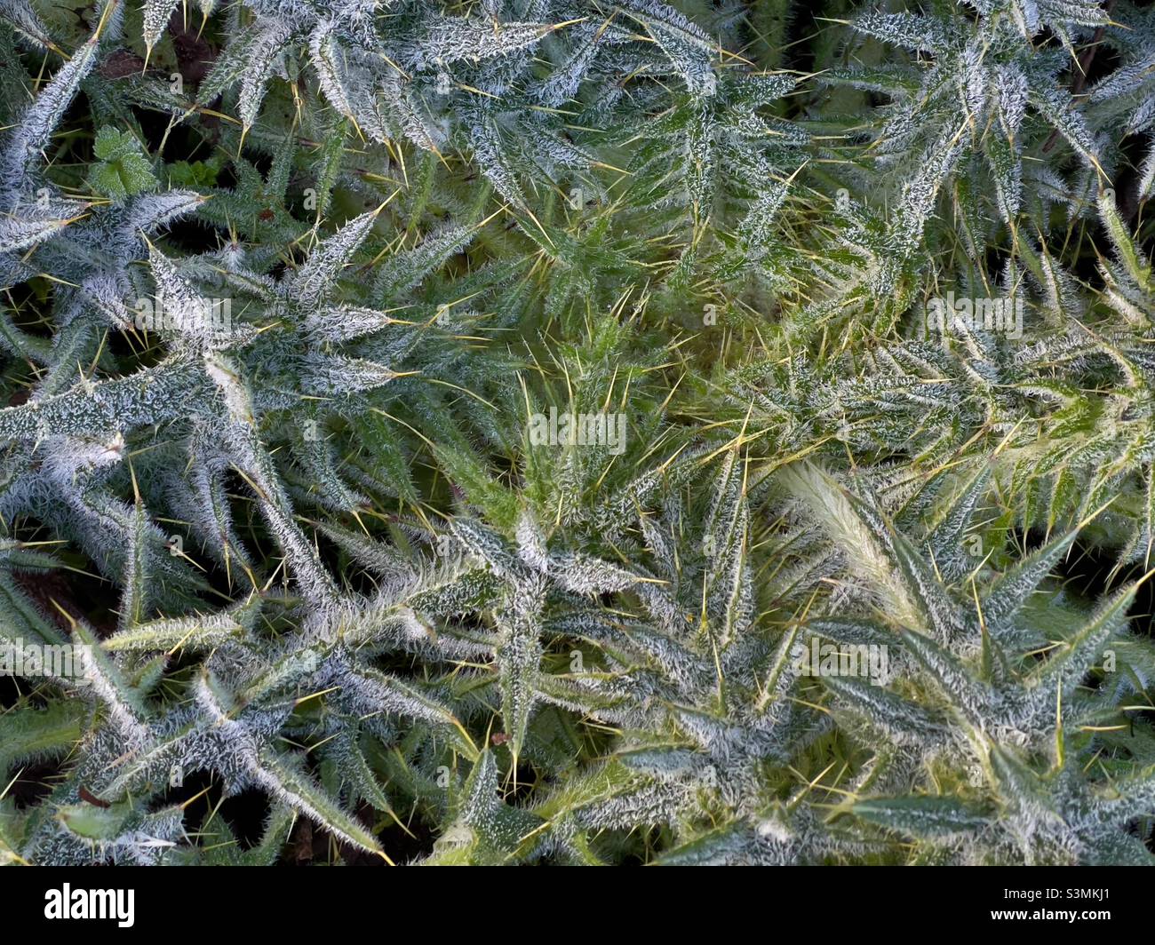 A rosette of thistle leaves sparkling with hoarfrost Stock Photo - Alamy