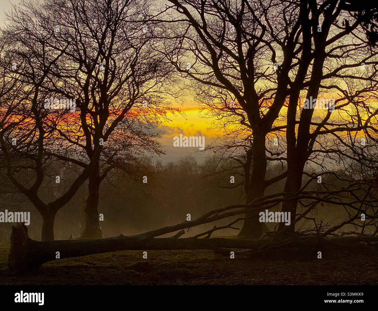 Misty sunset through trees Stock Photo - Alamy