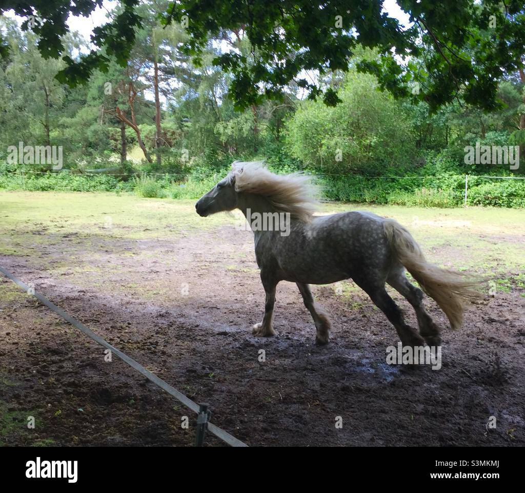Mane tail flying hi-res stock photography and images - Alamy