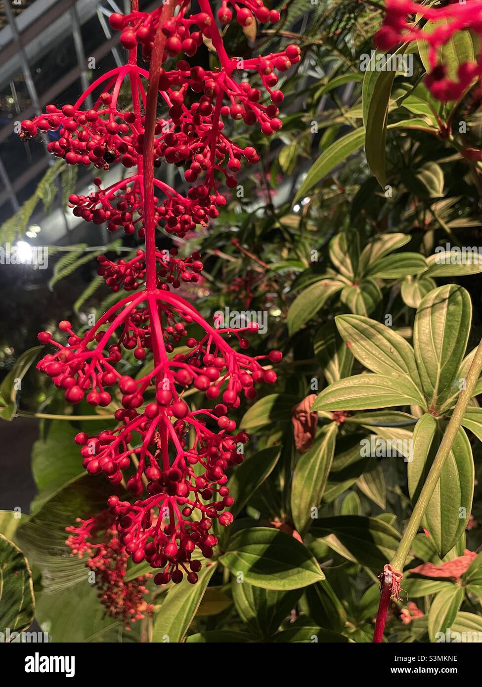 Grape flower hi-res stock photography and images - Alamy