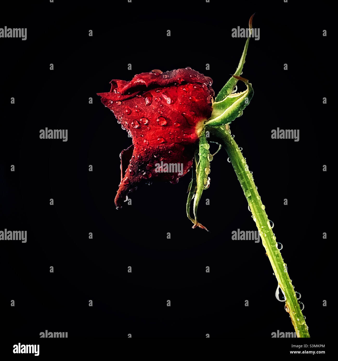 Rose red colour hi-res stock photography and images - Alamy