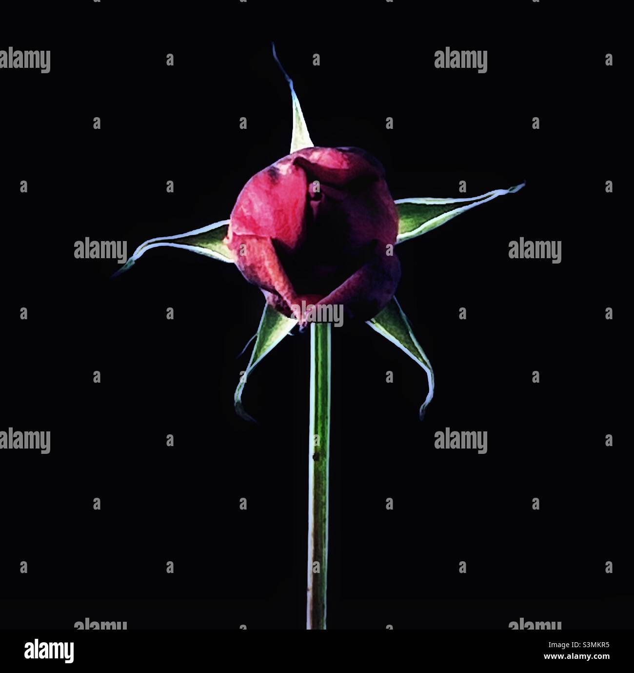 Red rose bud Stock Photo - Alamy