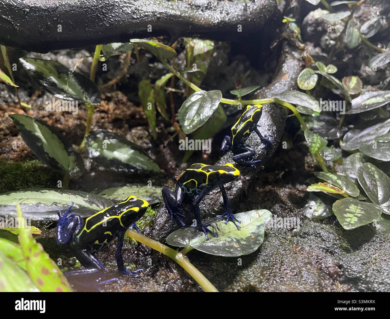 Poison dart frogs hi-res stock photography and images - Alamy