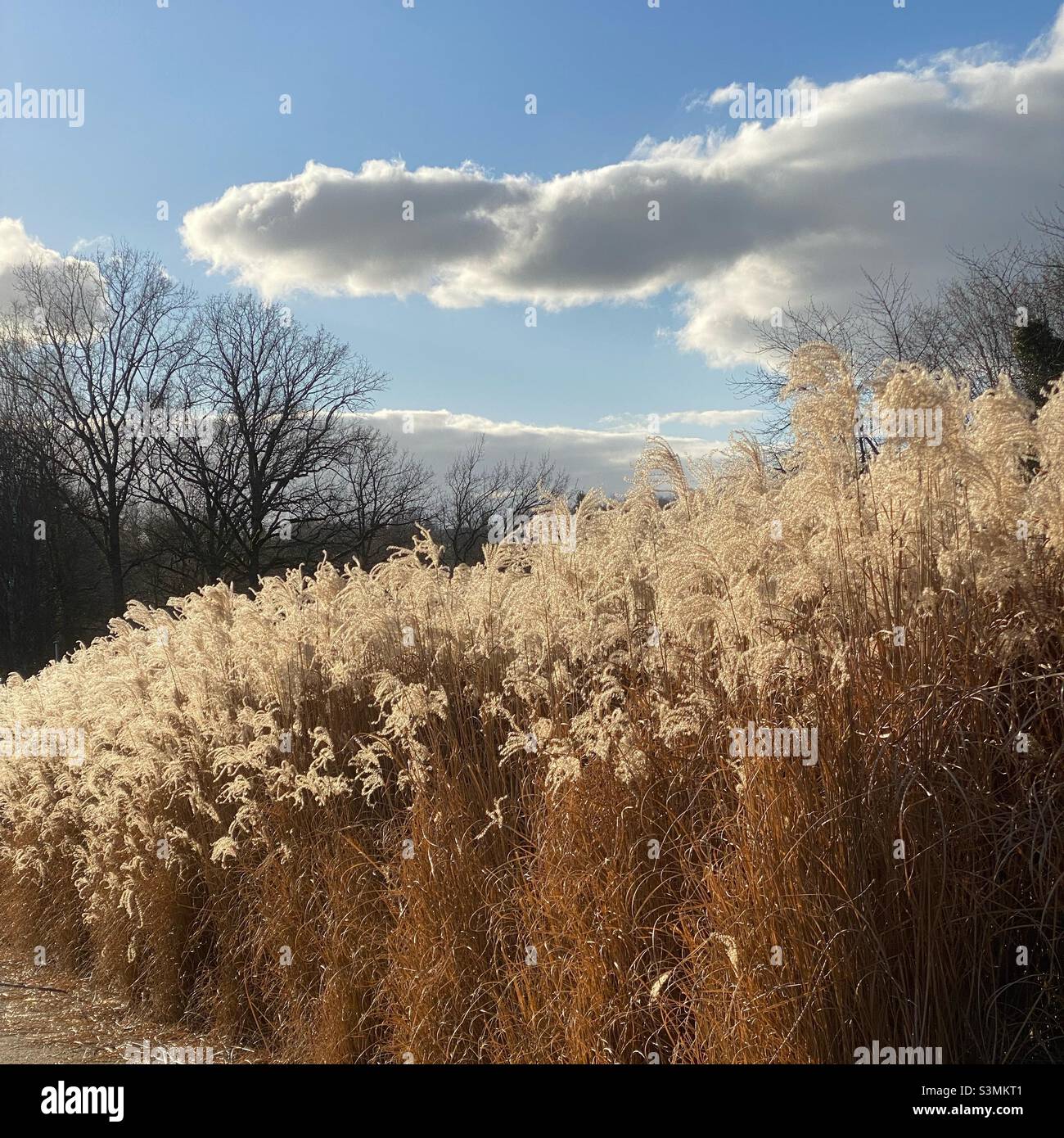 Dry grasses in sunshine Stock Photo - Alamy