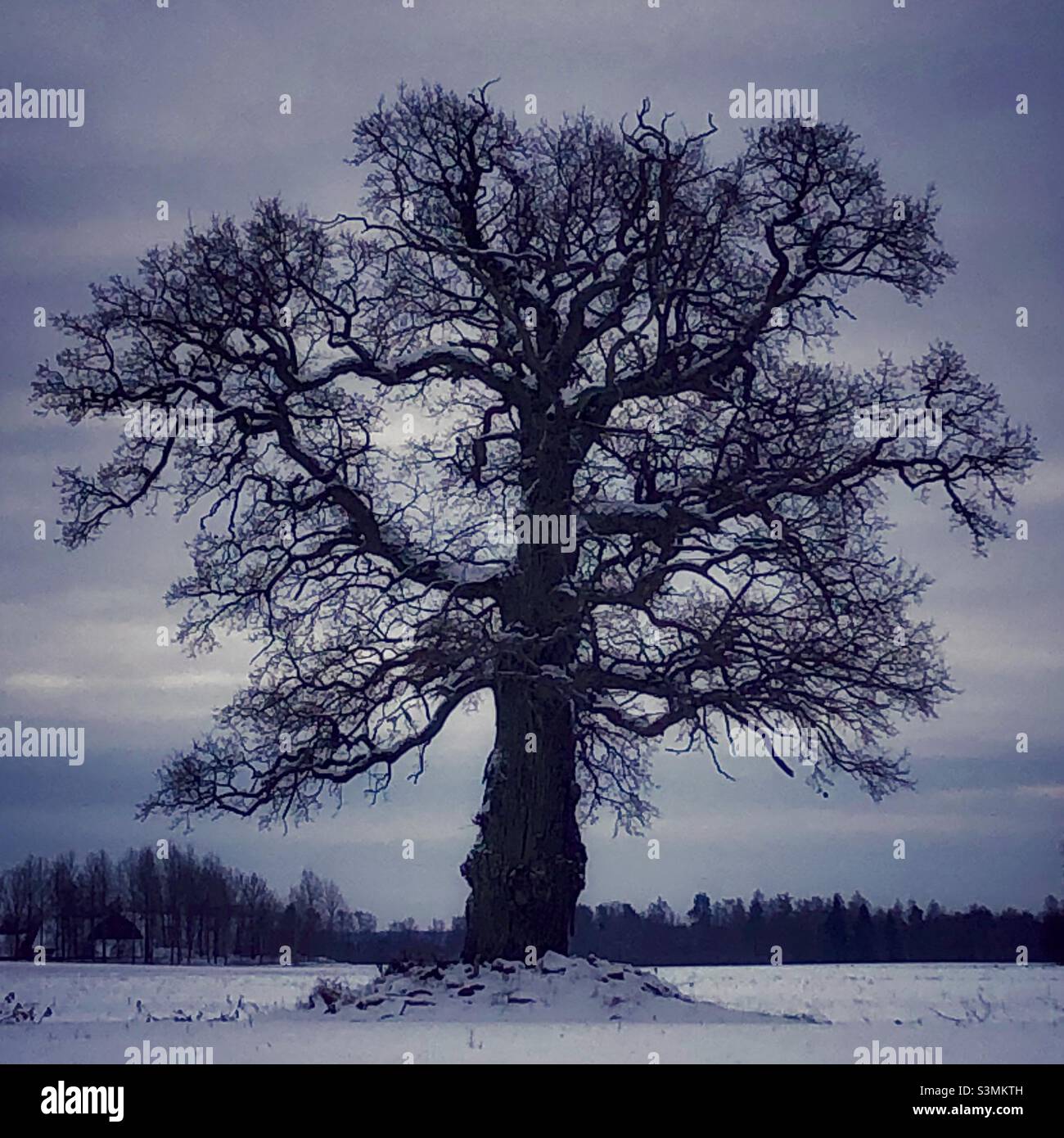Old oak tree in winter landscape. Januari 2022. Örebro, Sweden Stock ...