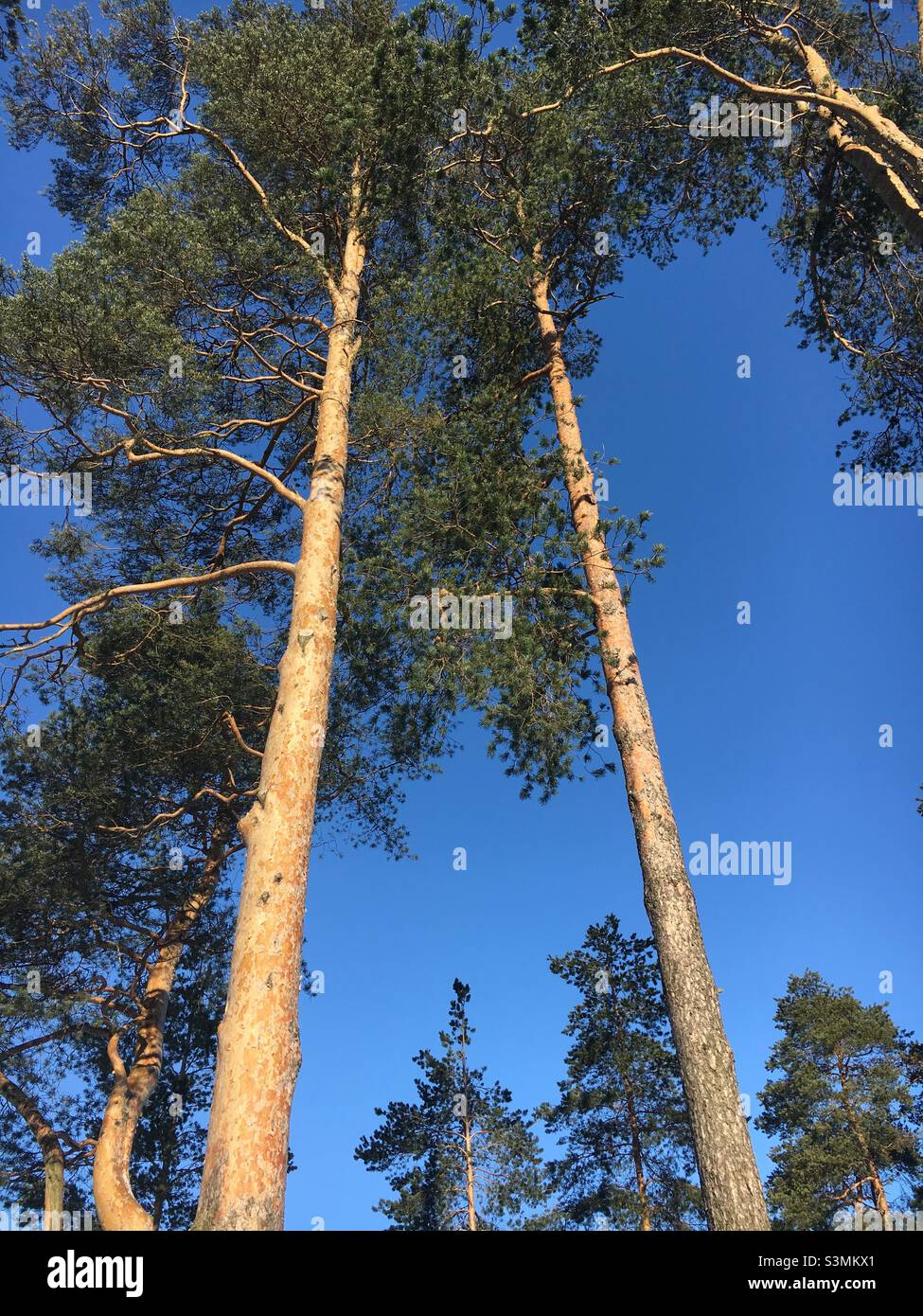 Two treetops hi-res stock photography and images - Alamy