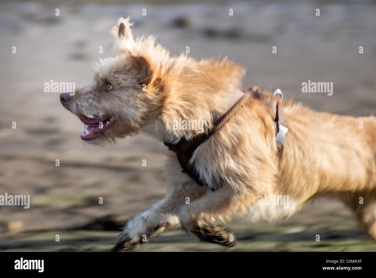 A tan coloured terrier running very fast along a muddy river beach ...