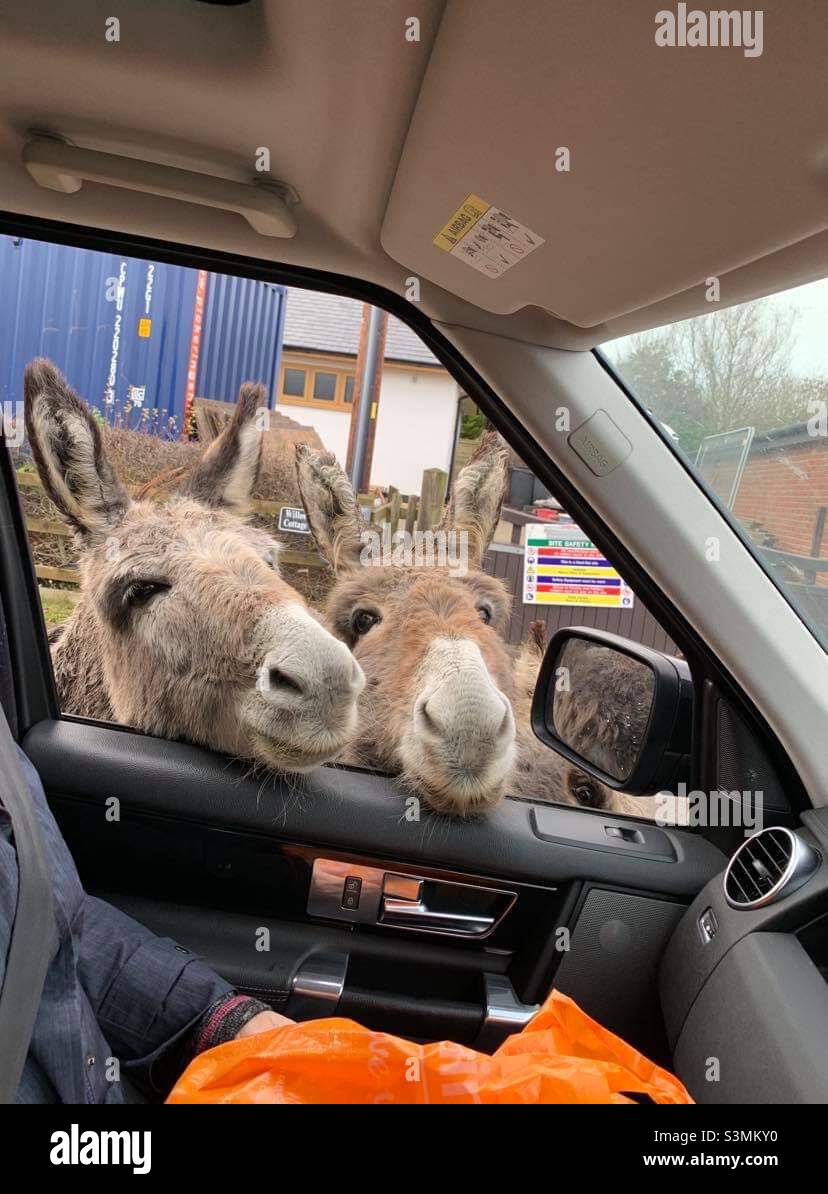 Two donkeys in new hi-res stock photography and images - Alamy