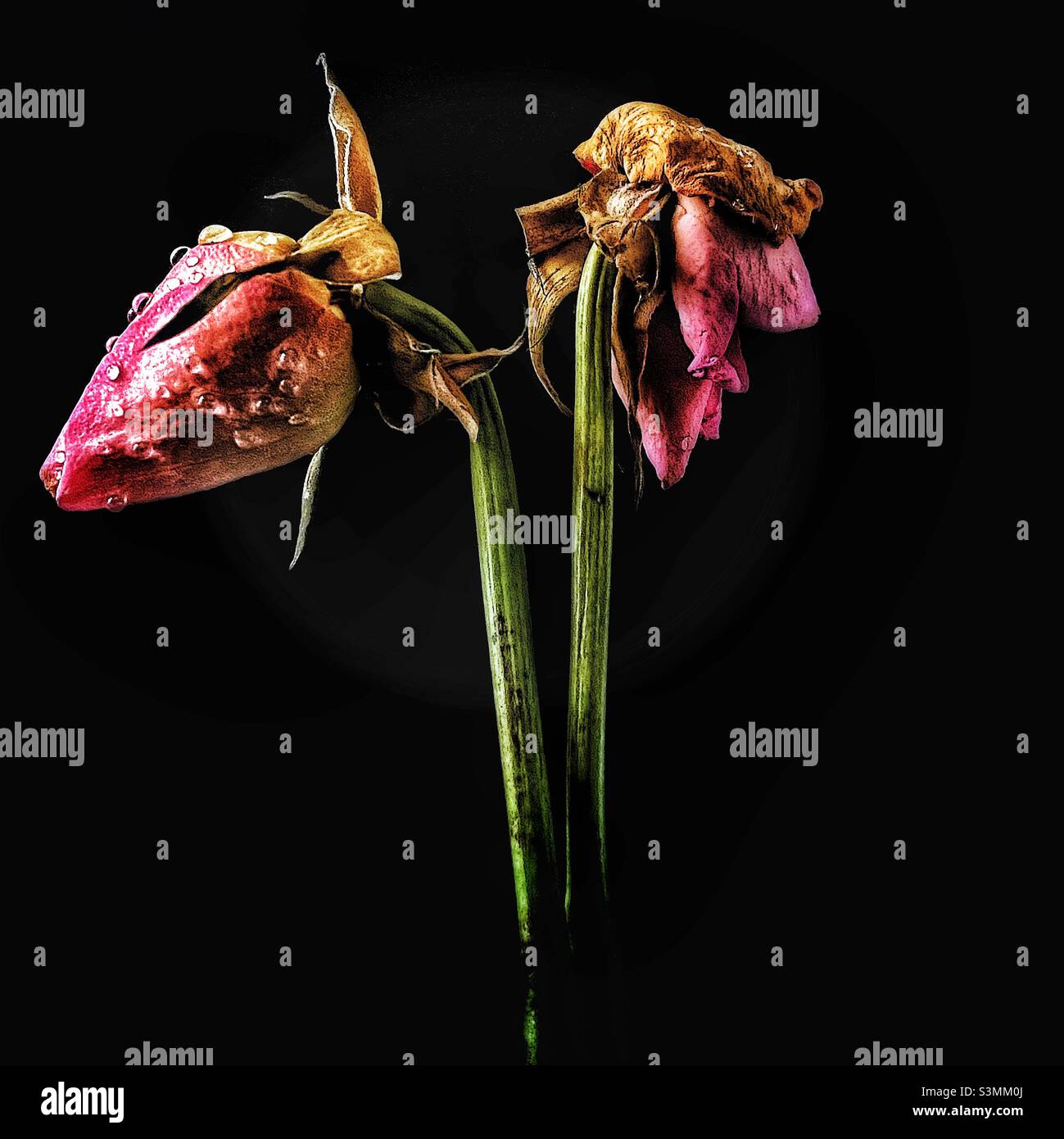 Horticulture roses hi-res stock photography and images - Alamy