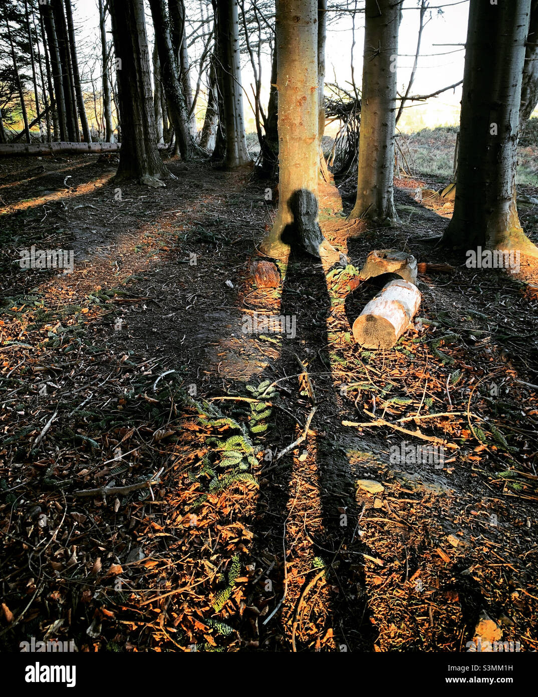 Shadow in forest hi-res stock photography and images - Alamy