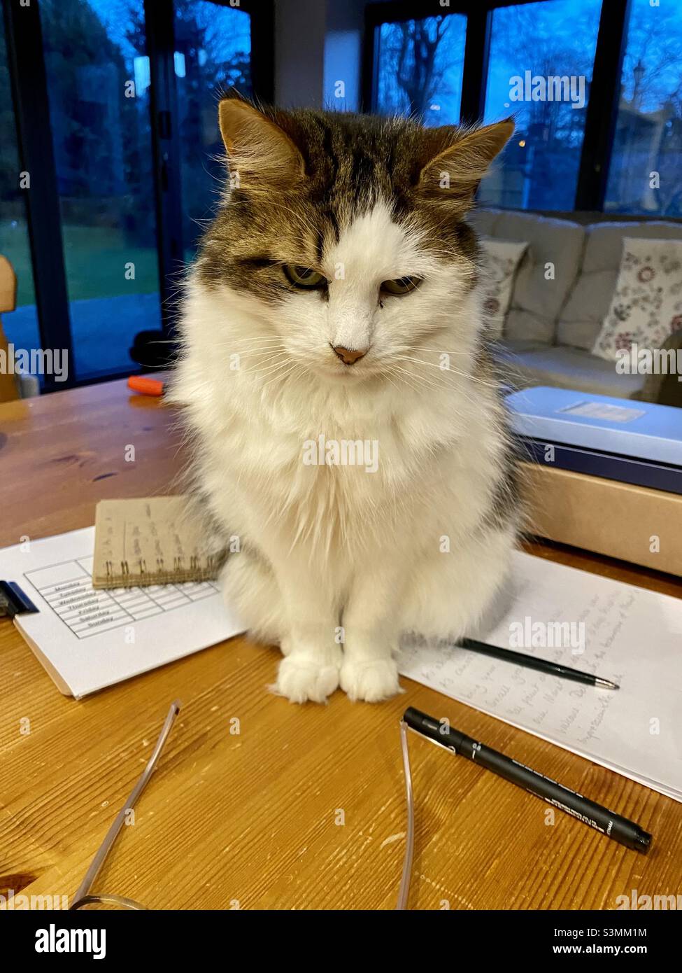 Working at home with pet hi-res stock photography and images - Alamy