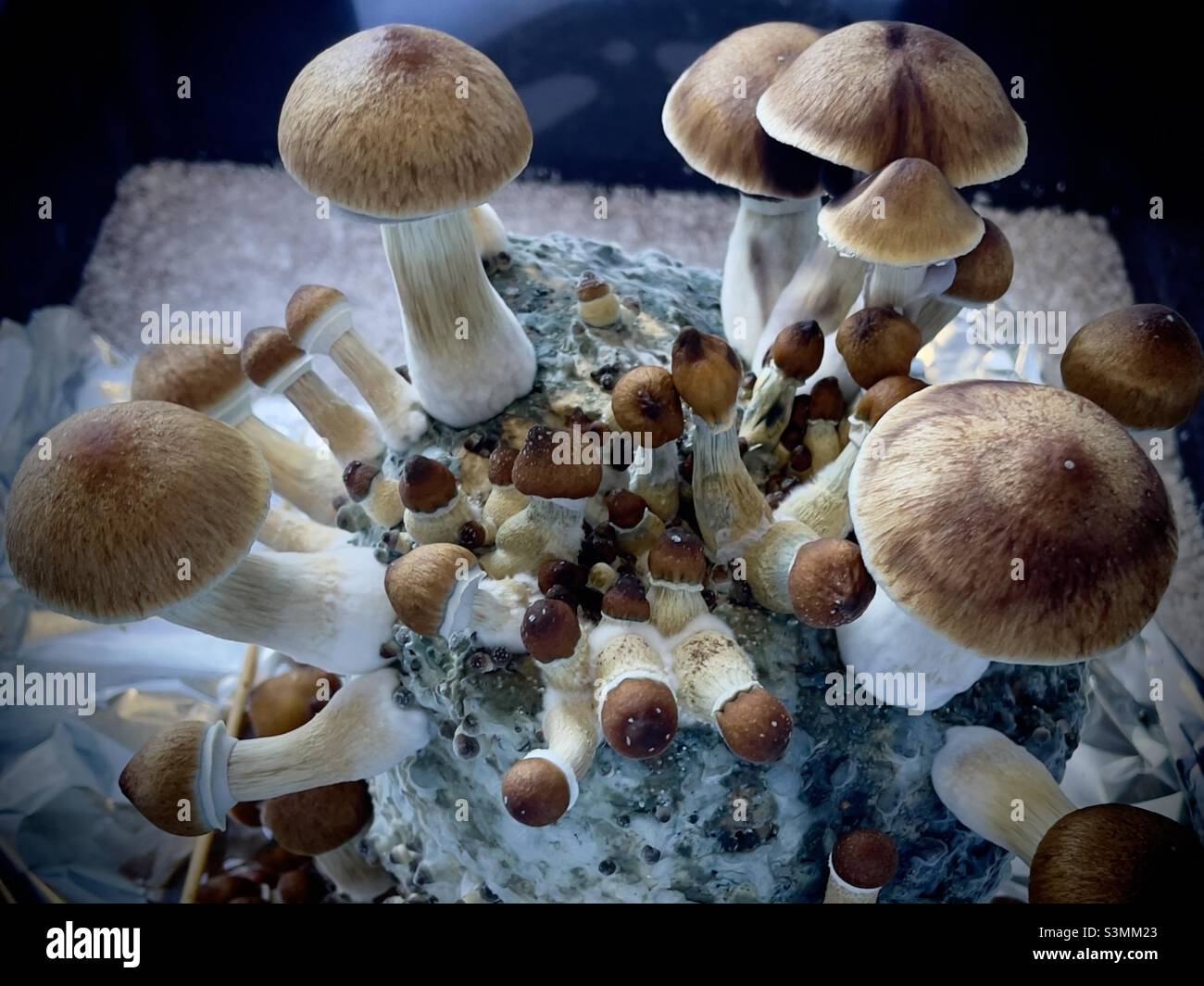 Science rules hi-res stock photography and images - Alamy