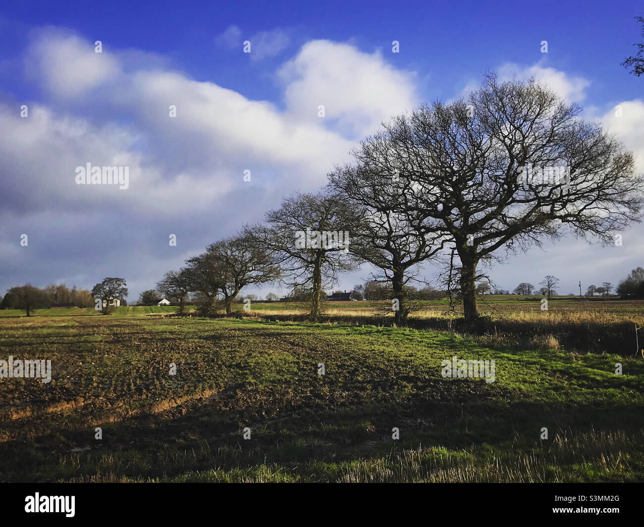 Field boundary trees hi-res stock photography and images - Alamy