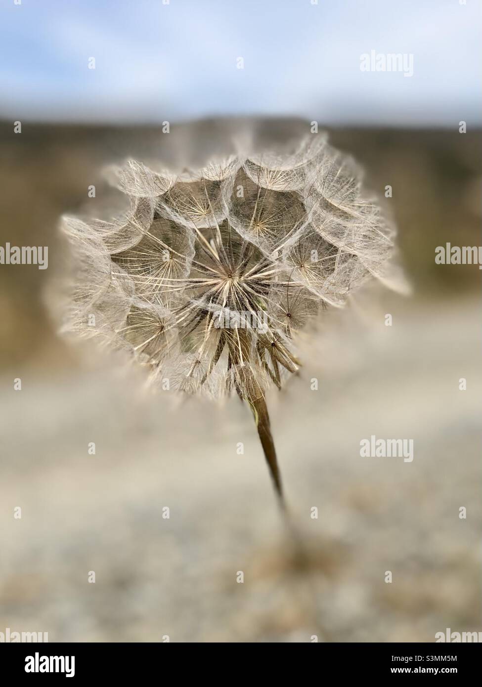 Make a wish Stock Photo - Alamy