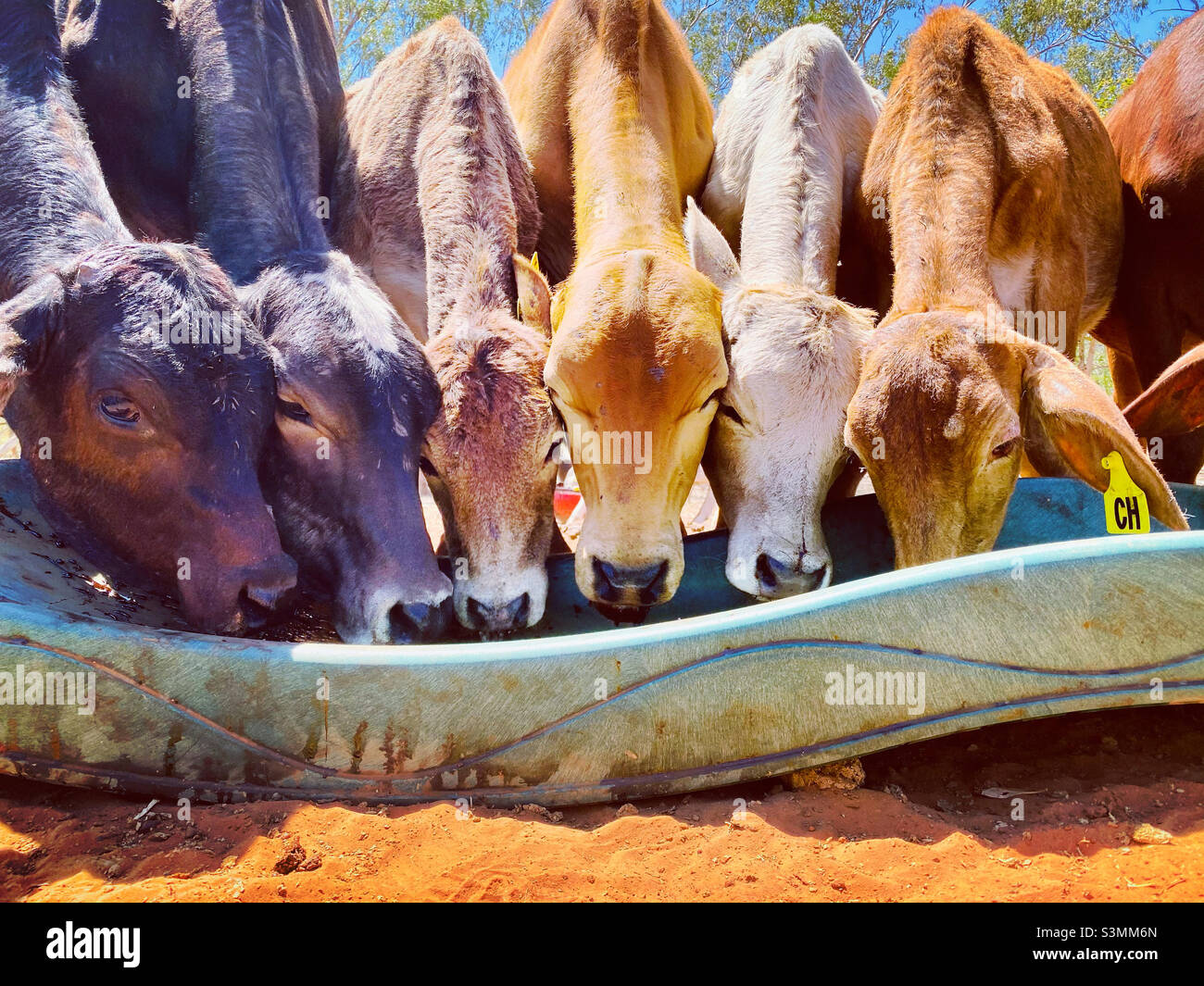 Poddy calves eating molasses Stock Photo - Alamy