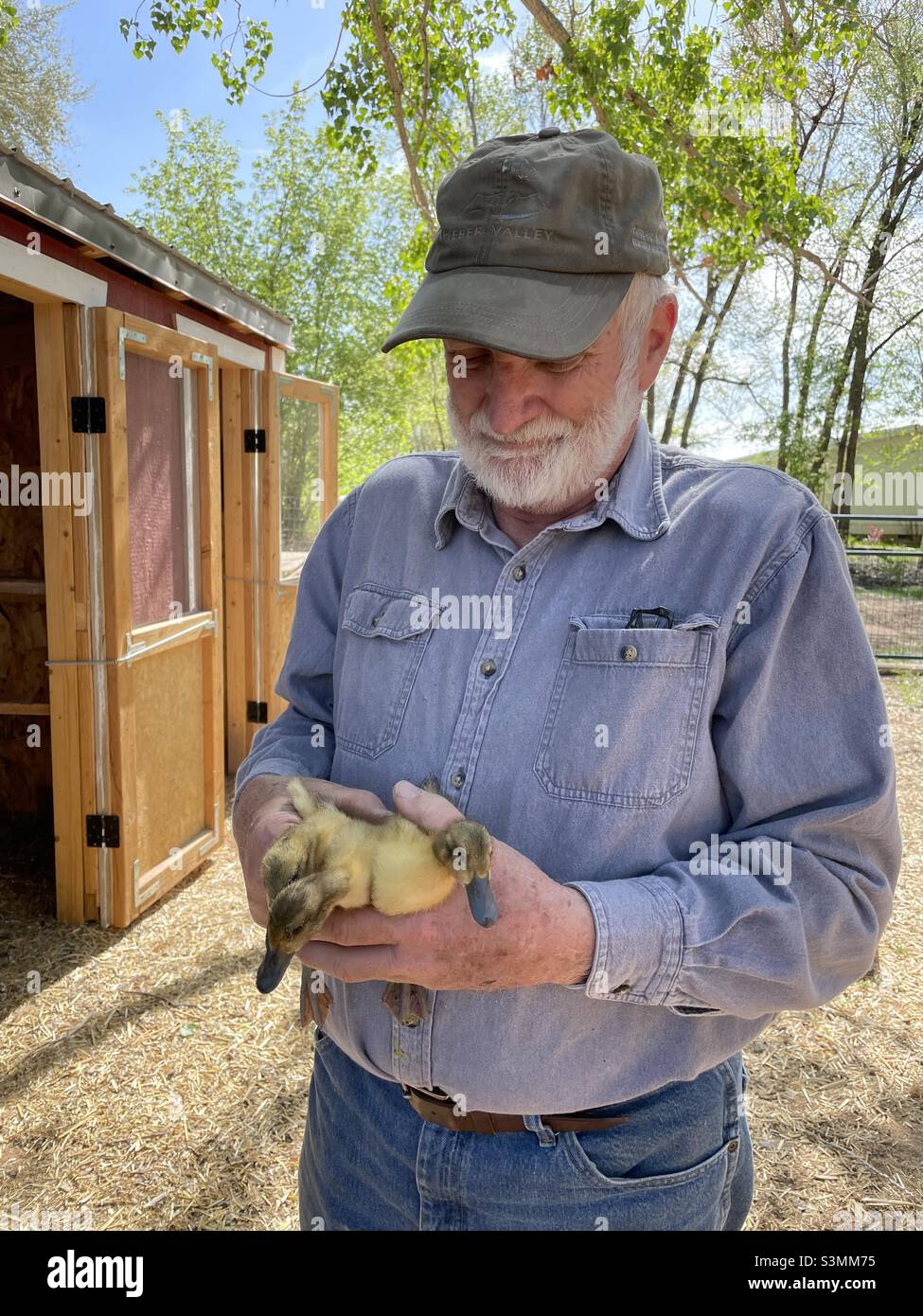 Working ducks High Resolution Stock Photography and Images - Alamy