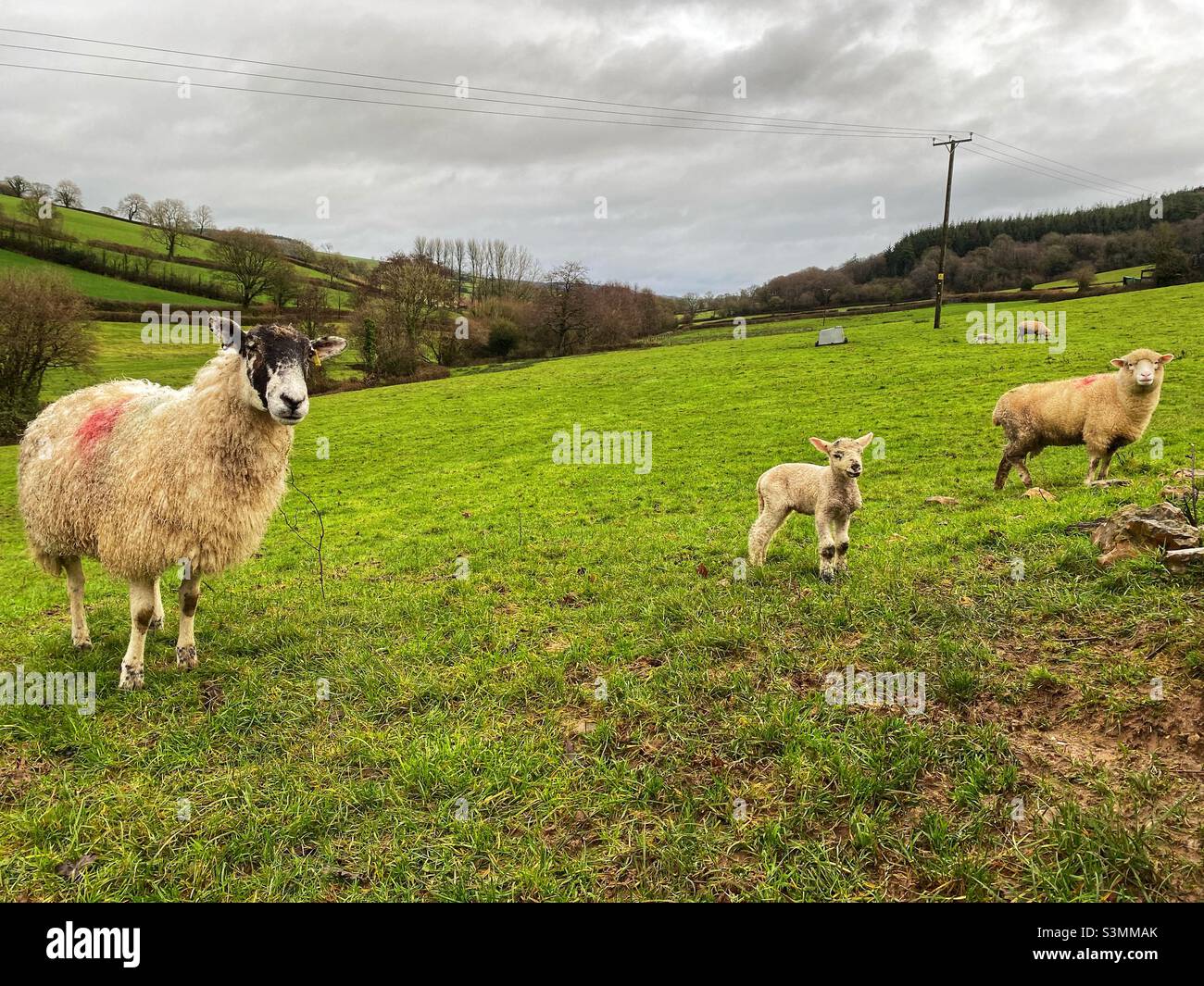 Sheep and lambs Stock Photo - Alamy