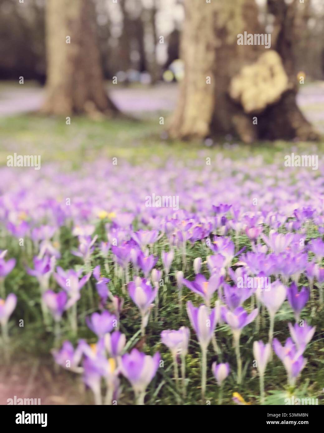 Purple spring crocus Trinity College Cambridge University, Stunning, UK ...