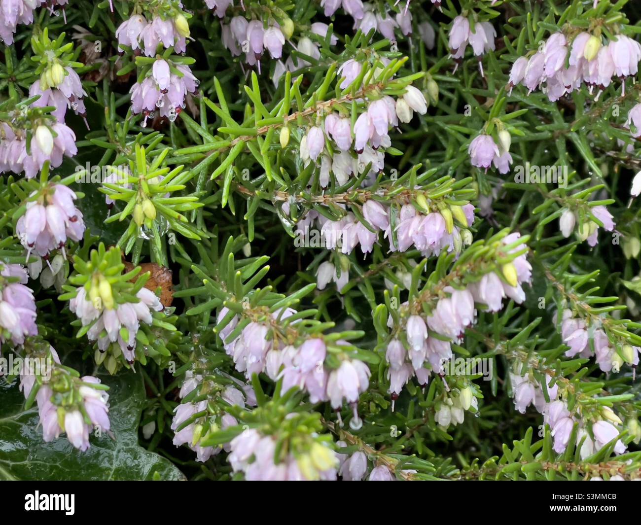 Heather winter leaves hi-res stock photography and images - Alamy