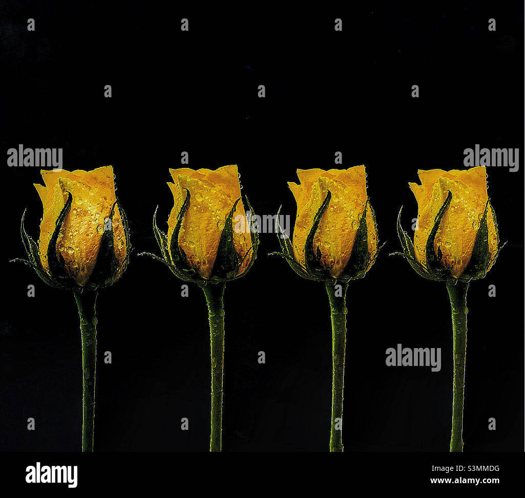 Four yellow roses Stock Photo - Alamy