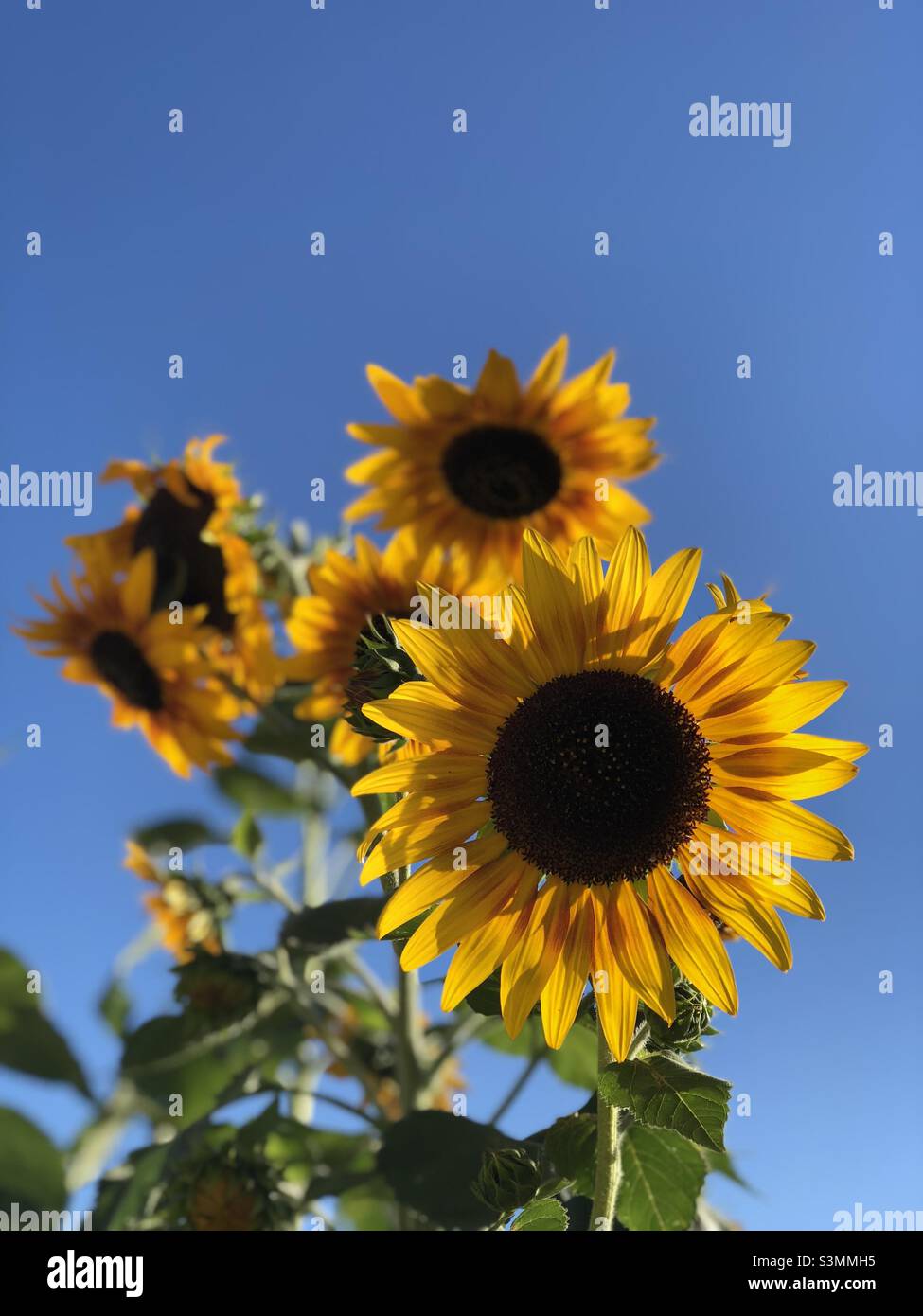Vibrant sunflowers hi-res stock photography and images - Alamy