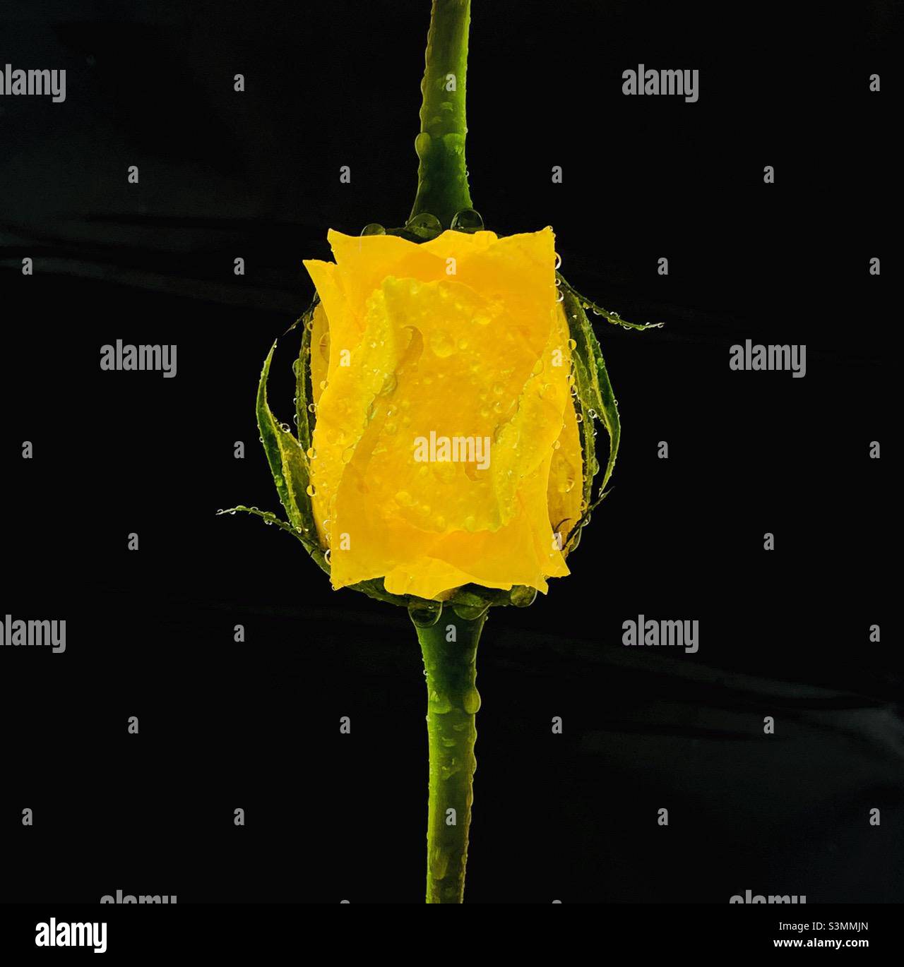 Creative yellow rose Stock Photo - Alamy