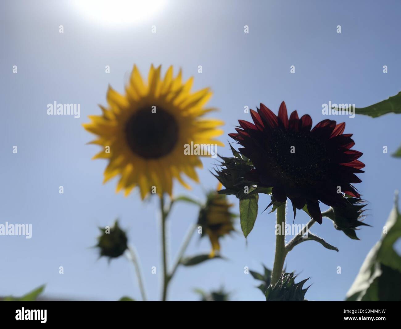 Sunning flower hi-res stock photography and images - Alamy