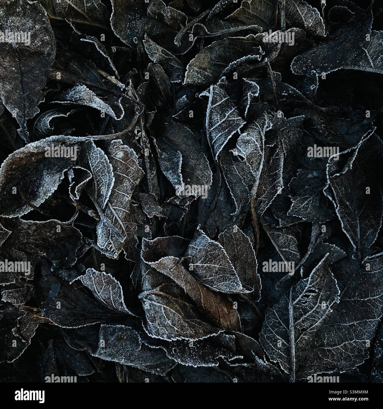 Frost outside hi-res stock photography and images - Alamy